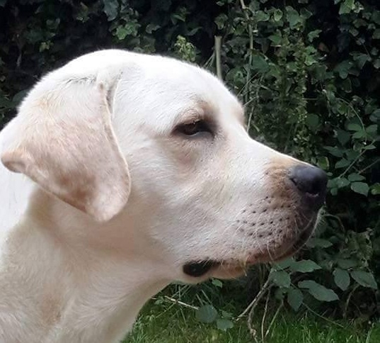 Kimbajak Labradors - Renoir - Henry