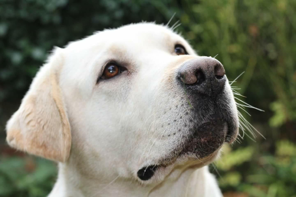 Kimbajak Labradors - Renoir - Henry